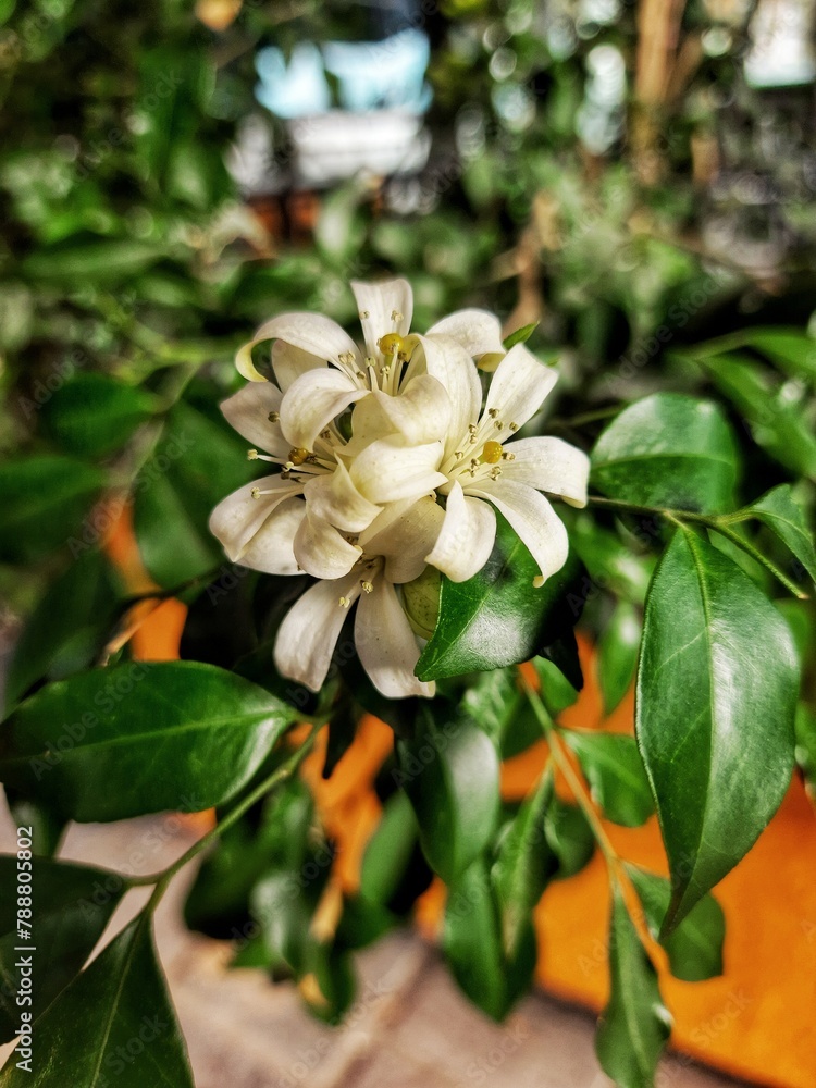 Murraya paniculata, commonly known as orange jasmine, orange jessamine ...
