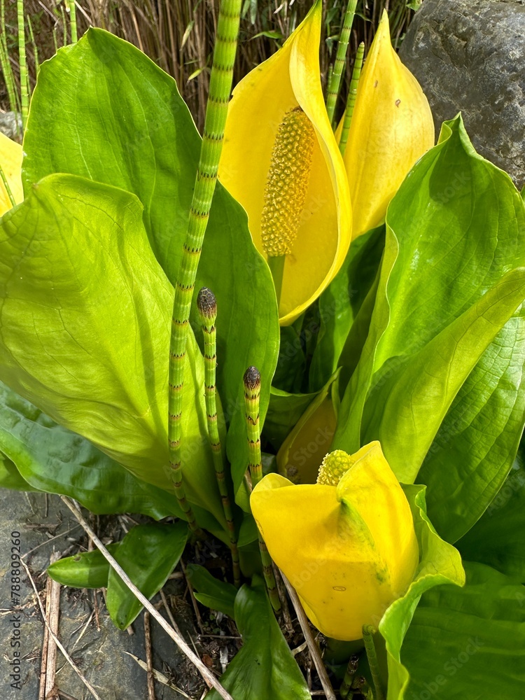 yellow flower. Lysichiton americanus (Yellow skunk cabbage) blooms in ...
