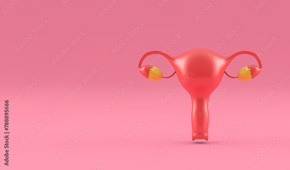 Female reproductive system isolated on pink background. Female uterus ...