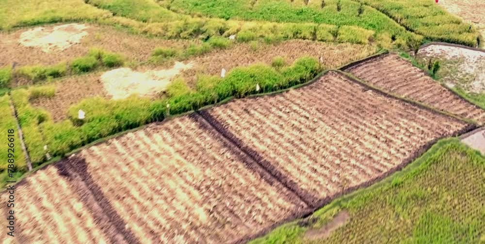 aerial video of paddy fields with rice plants that are still green ...