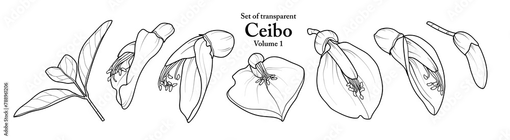 A series of isolated flower in cute hand drawn style. Ceibo in black ...