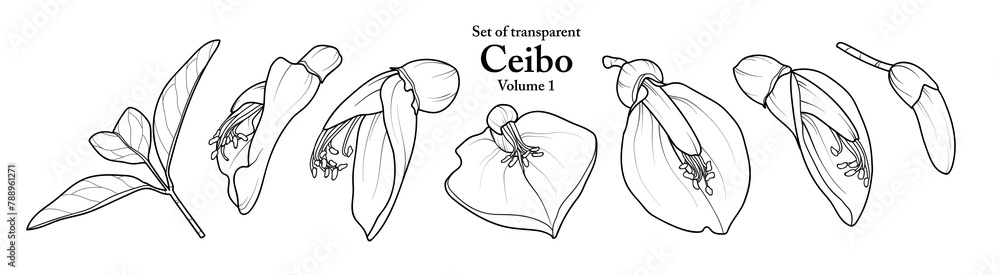 A series of isolated flower in cute hand drawn style. Ceibo in black outline and white plain on ...