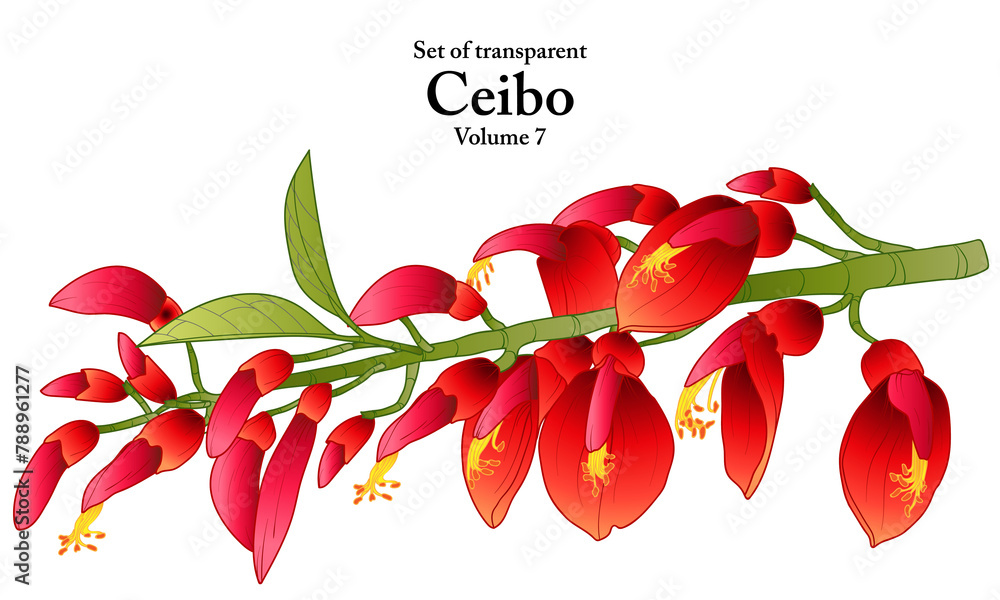 A series of isolated flower in cute hand drawn style. Ceibo in vivid ...