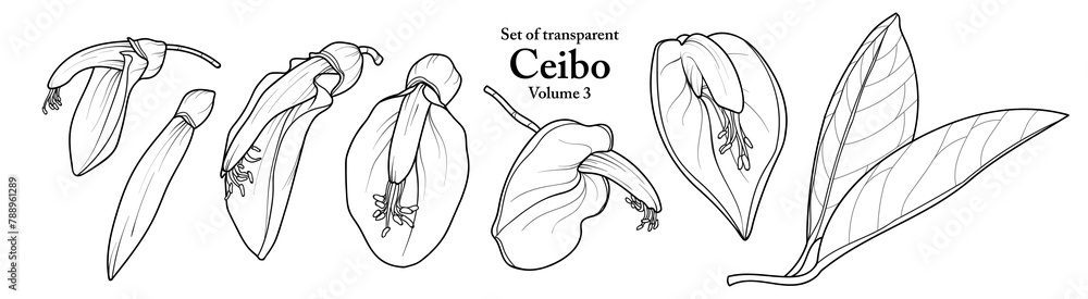 A series of isolated flower in cute hand drawn style. Ceibo in black ...