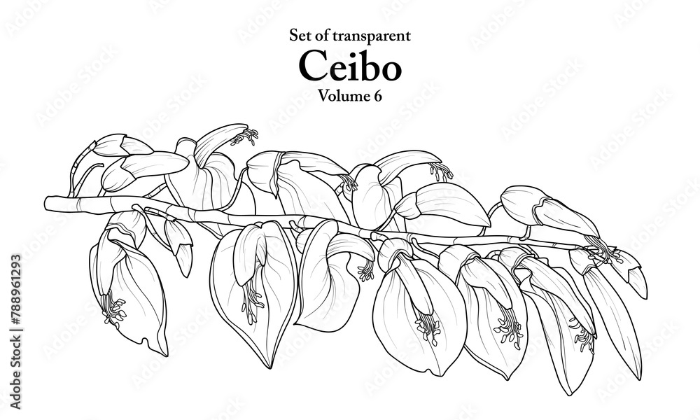 A series of isolated flower in cute hand drawn style. Ceibo in black ...