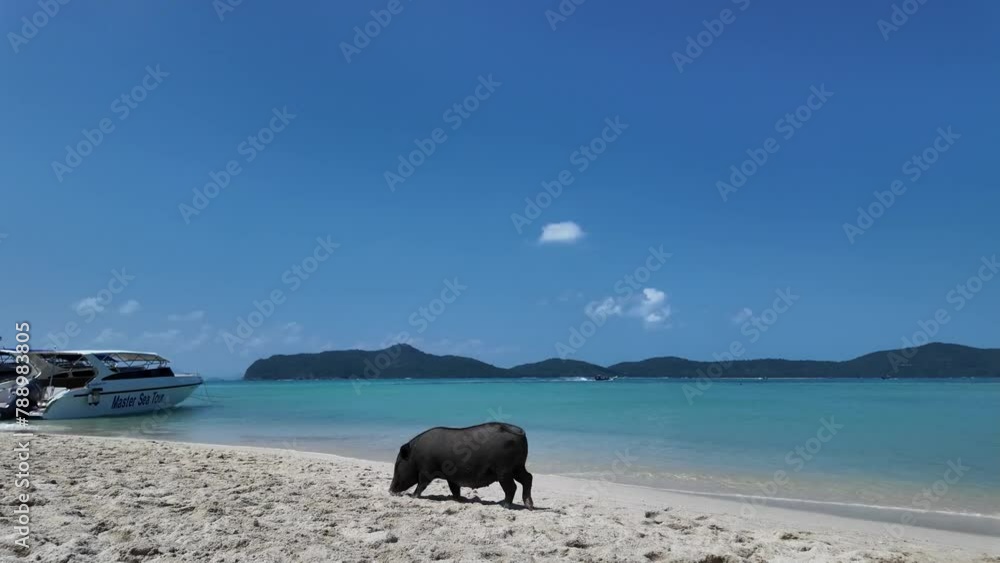 Formerly known as Koh Madsum, Pig Island is a charming oasis nestled ...