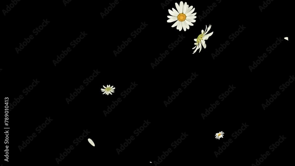 Daisy Flower Burst on Alpha Channel. Daisy flower burst with alpha ...