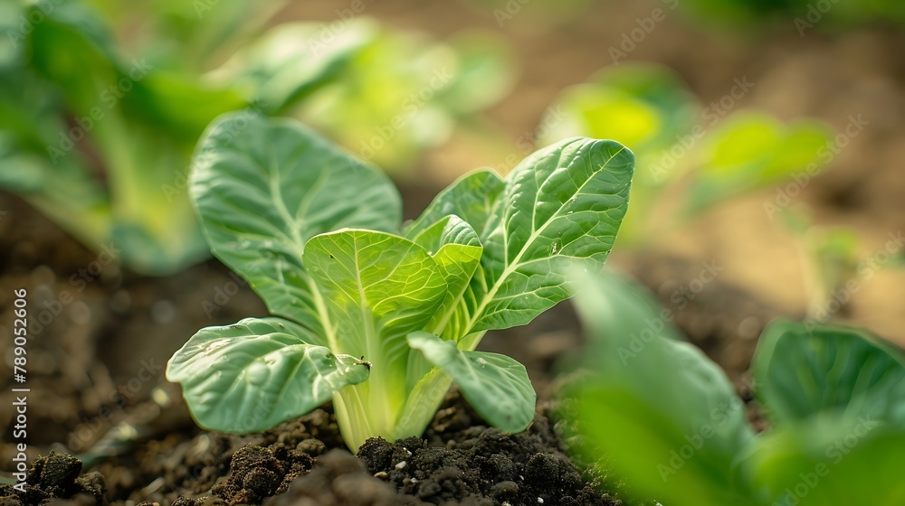Pak choi seedling sprouting in soil Bok choy pok choi or chinese ...