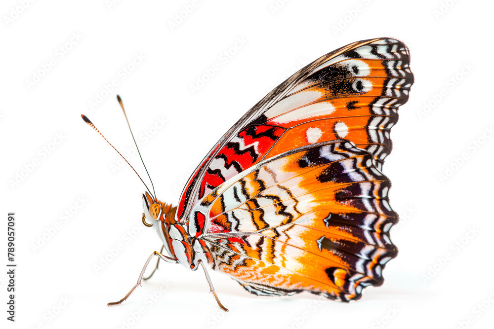 Beautiful Real Cethosia Hypsea malay Lacewing butterfly isolated on a ...