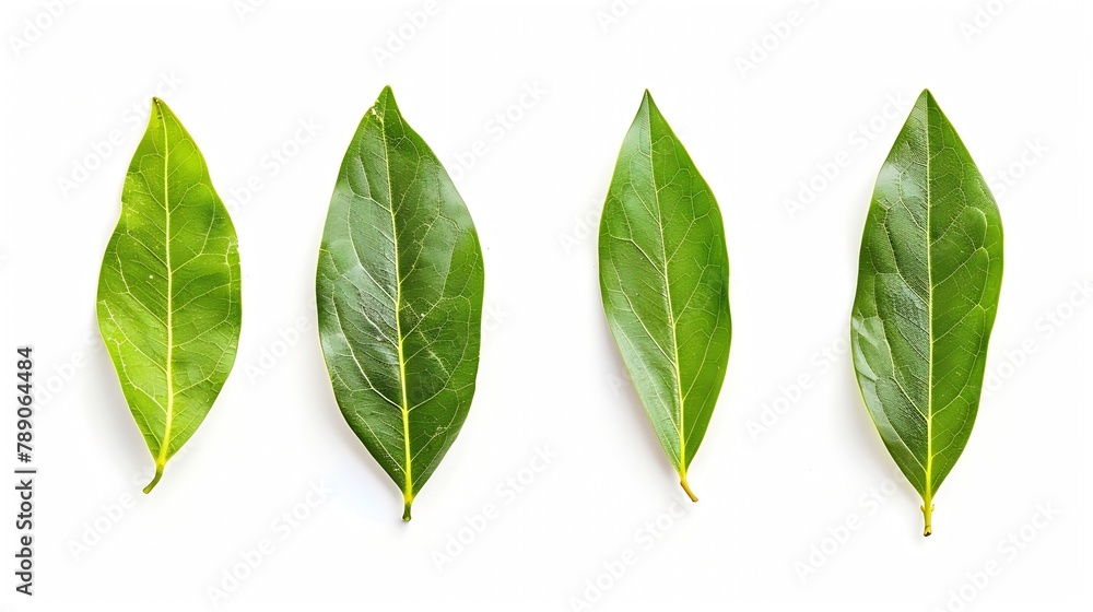 ground Laurel leaves isolated on white background Green bay leaf Top ...