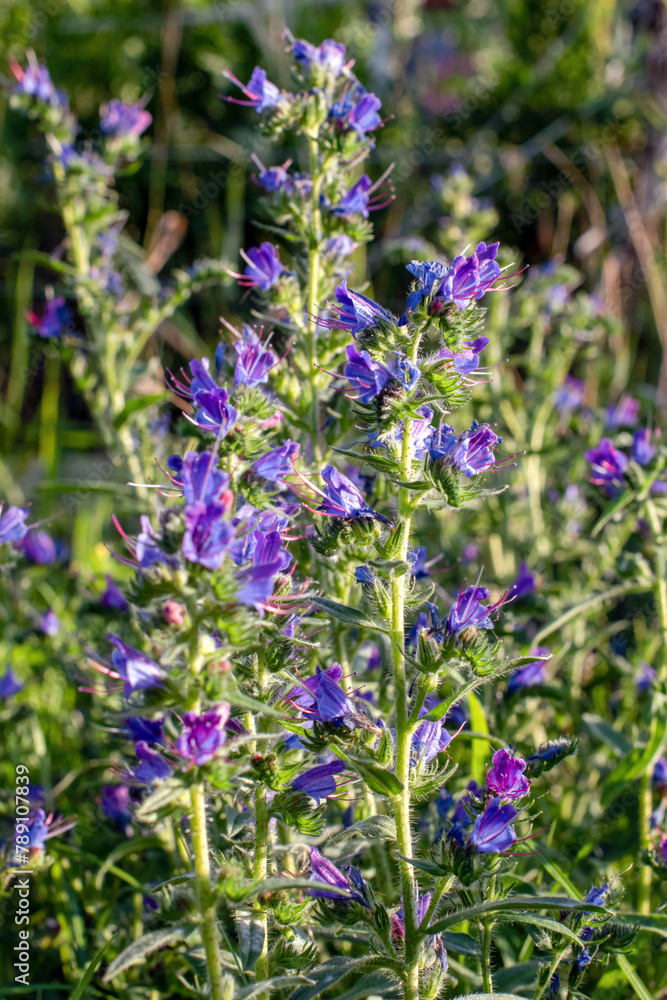 Blue flowers in the field, common blueberry (Echium vulgare). Viper ...