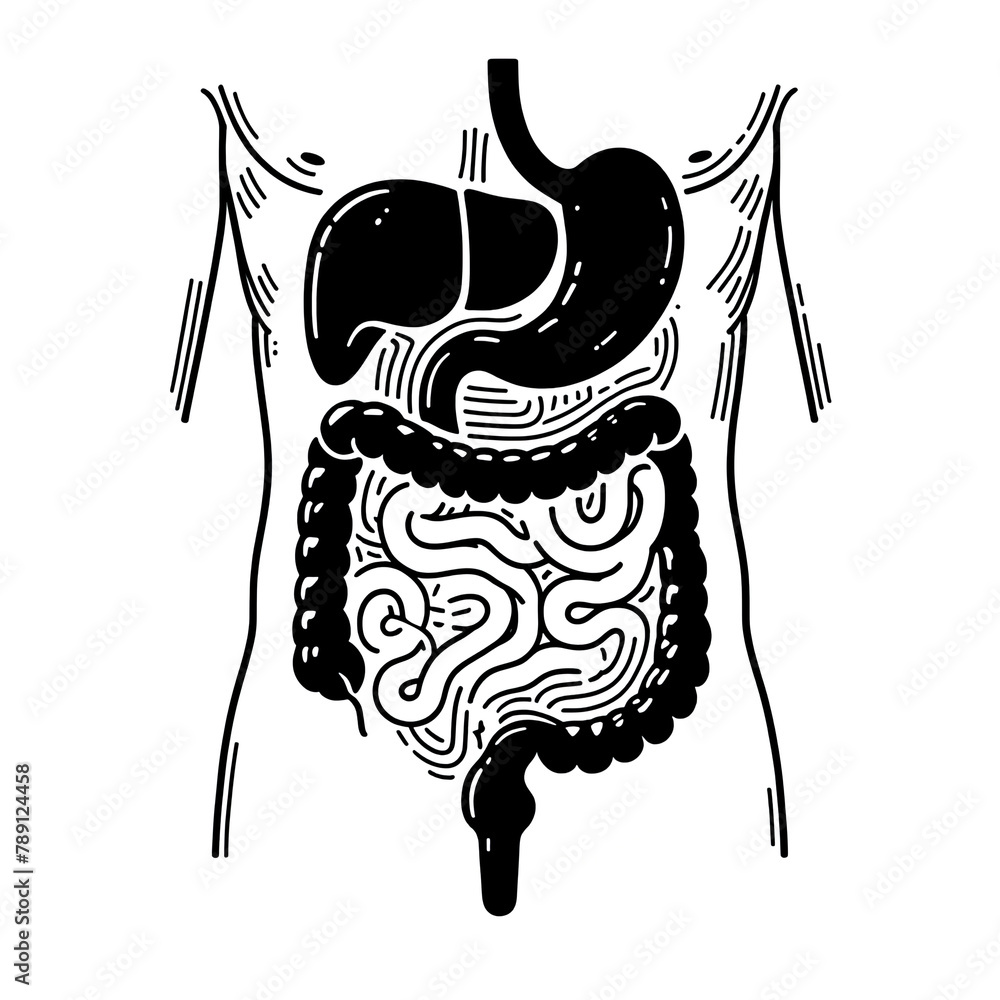 Human gut or intestine and digestive system clipart in black and white ...