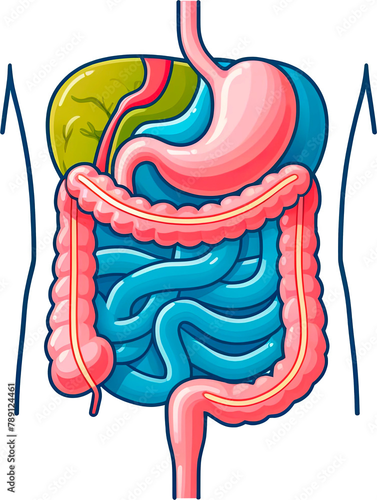 Human Digestive system with stomach, liver and colon, Illustrative ...
