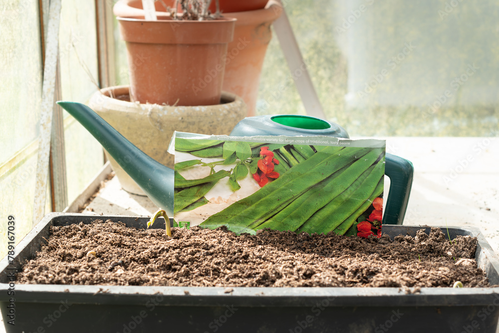 Single runner bean vegetable seedling growing in a greenhouse in a tray ...