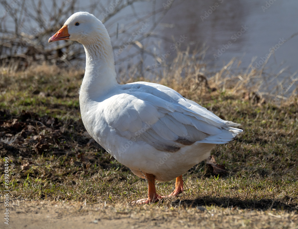 White domestic goose on the lawn by the pond on a summer day. Goose ...