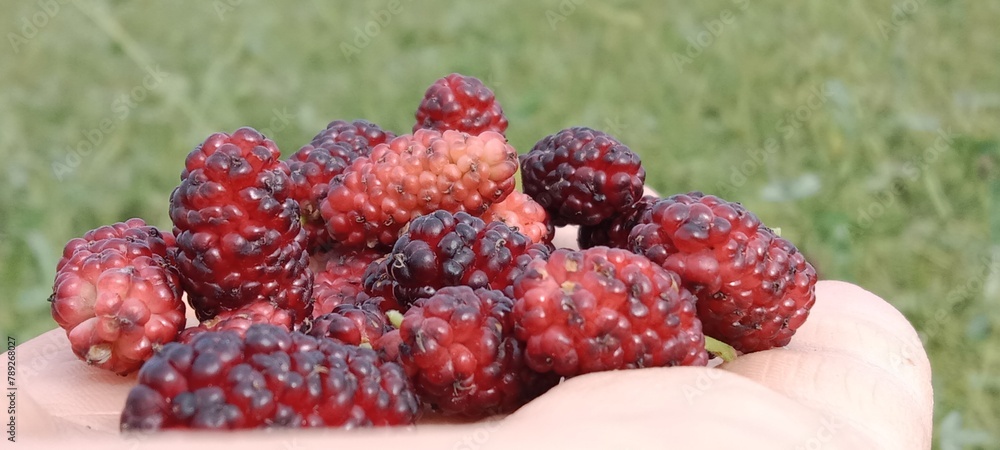 red mulberry fruit or fruit of the Morus rubra in the garden Stock ...