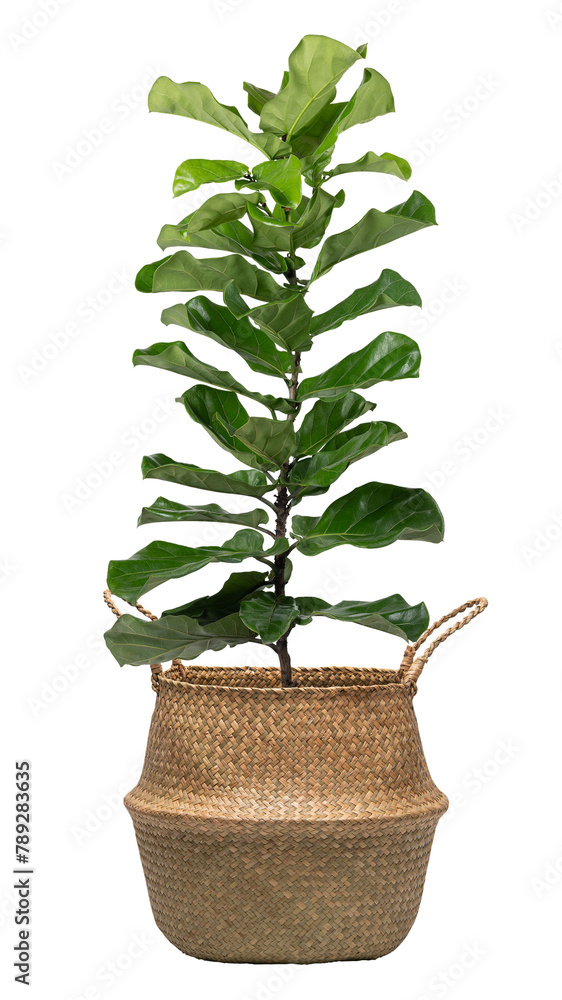 Fiddle leaf fig png mockup plant in a pot Stock Photo | Adobe Stock