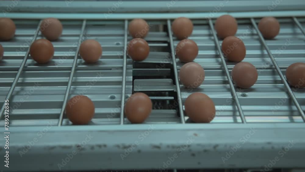 Automated conveyor equipment carrying the freshly produced poultry eggs ...