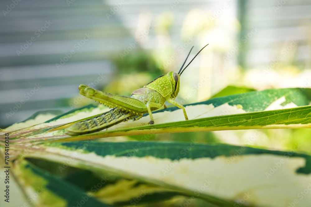 Macro photography of young green Javanese Bird Grasshopper nymphs (Valanga nigricornis) perched ...