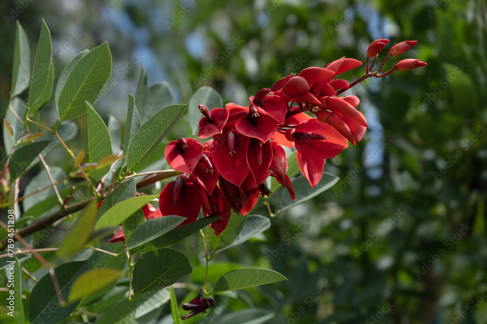 Erythrina crista-galli flowers also known as the cockspur tree or ceibo ...