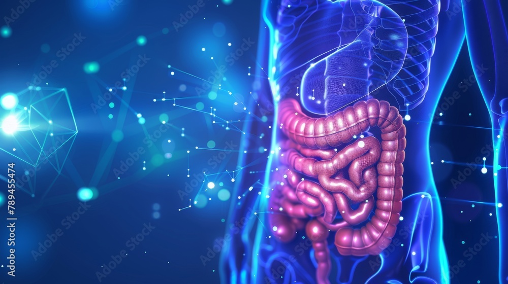 An illustration of the Human Digestive System drawing chart for the ...