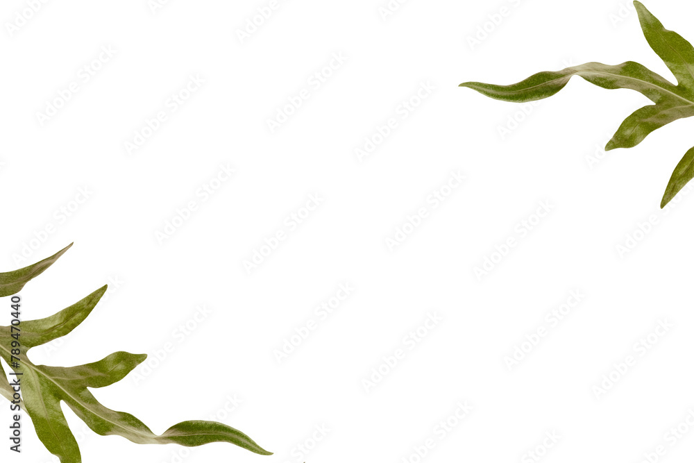 Png doryopteris nobilis arrowhead fern border transparent backgorund ...