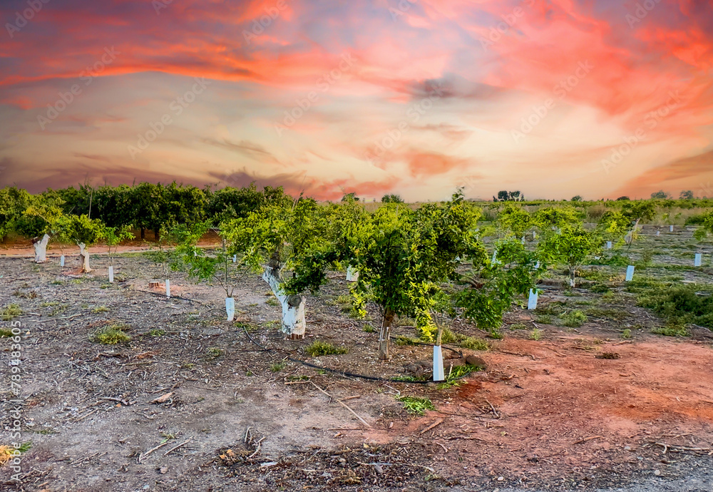 Citrus trees farm field on sunset. Planting, Growing Citrus Fruits ...
