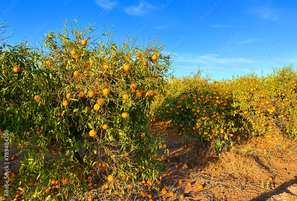 Citrus trees on farm field. Planting, Growing, Harvesting Citrus Fruits ...