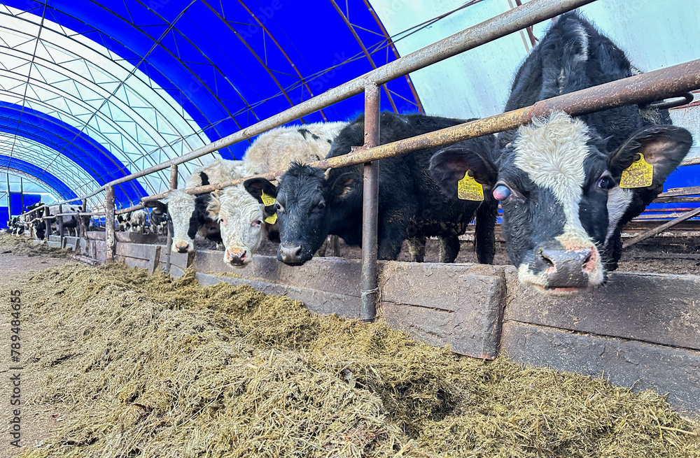 Sick cow on a farm. Cows in Cowshed. Milk production and Animal ...