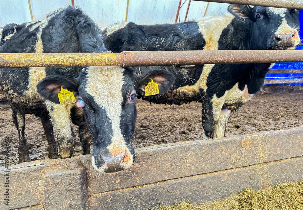 Sick cow on a farm. Cows in Cowshed. Milk production and Animal ...