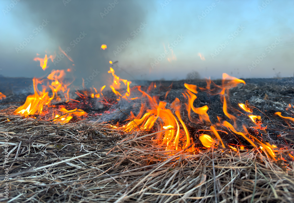 Fire grass in farm field. Dry Grass Fires due to drought. Hot weather ...