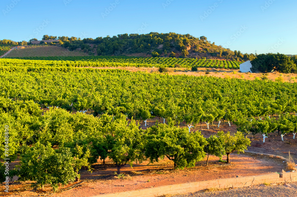 Citrus trees on farm field. Planting, Growing, Harvesting Citrus Fruits ...