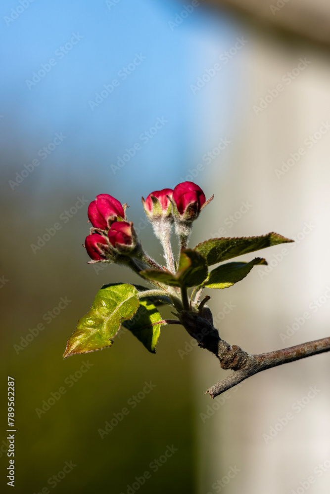 Apple buds are the embryonic beginnings of apples, nestled in the ...