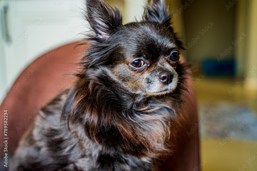 beautiful cute and sad brown chihuahua dog sits and looks sad and sits ...