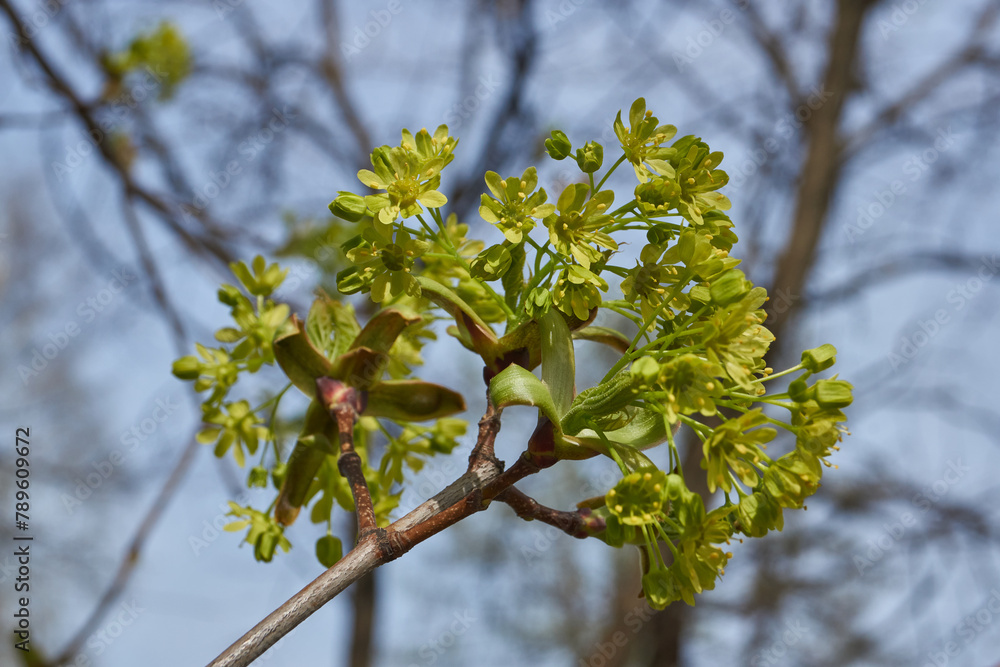 The flower buds of the holly maple are blooming (lat. Acer platanoides ...