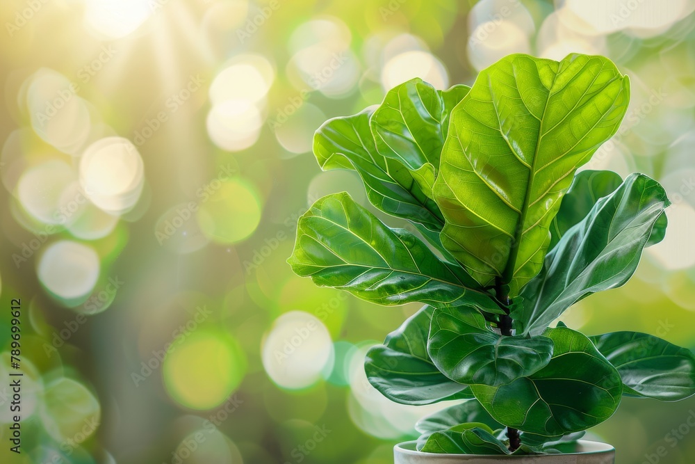 Fiddle Leaf Fig (Ficus Lyrata) in Flowerpot Closeup, Fiddle Leaf Fig ...