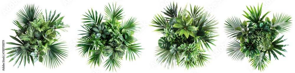 set of tropical plants bush from above isolated on white or transparent ...