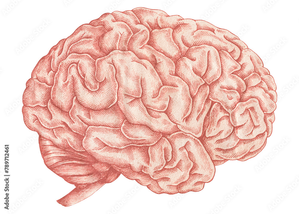 Pink brain png sticker, human organ transparent background Stock ...