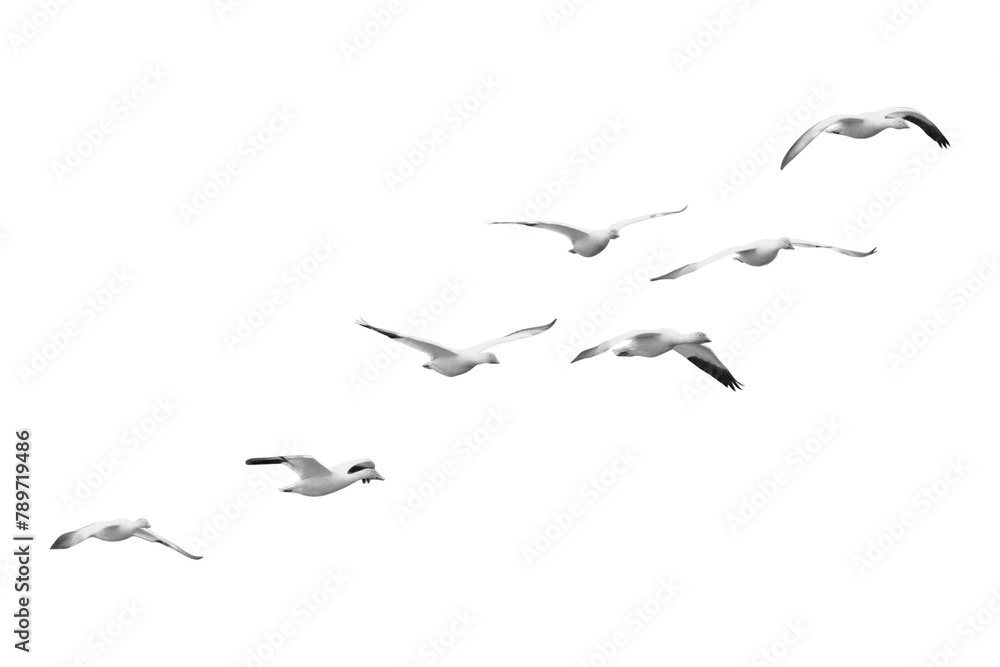 Flying birds border png sticker, transparent background Stock ...