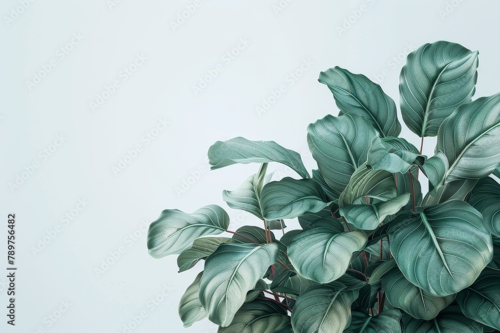 A minimalist backdrop features a Calathea Orbifolia tree, its muted ...