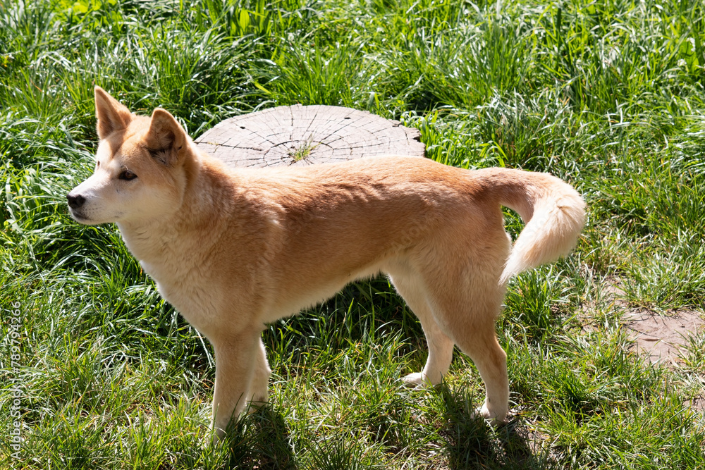 Dingos are a dog-like wolf. They have a long muzzle, erect ears and ...