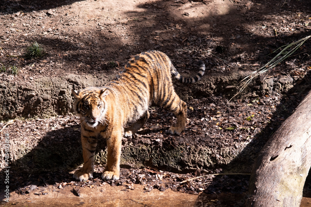 Young tigers have a coat of golden fur with dark stripes, the tiger is ...