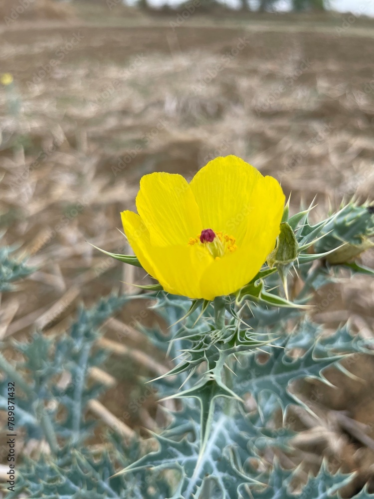 flower of argemone Mexicana native Asia Stock Photo | Adobe Stock