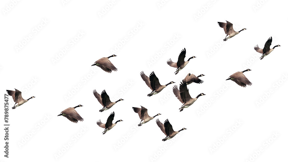 Flying geese png cut out, bird, animal graphic on transparent ...