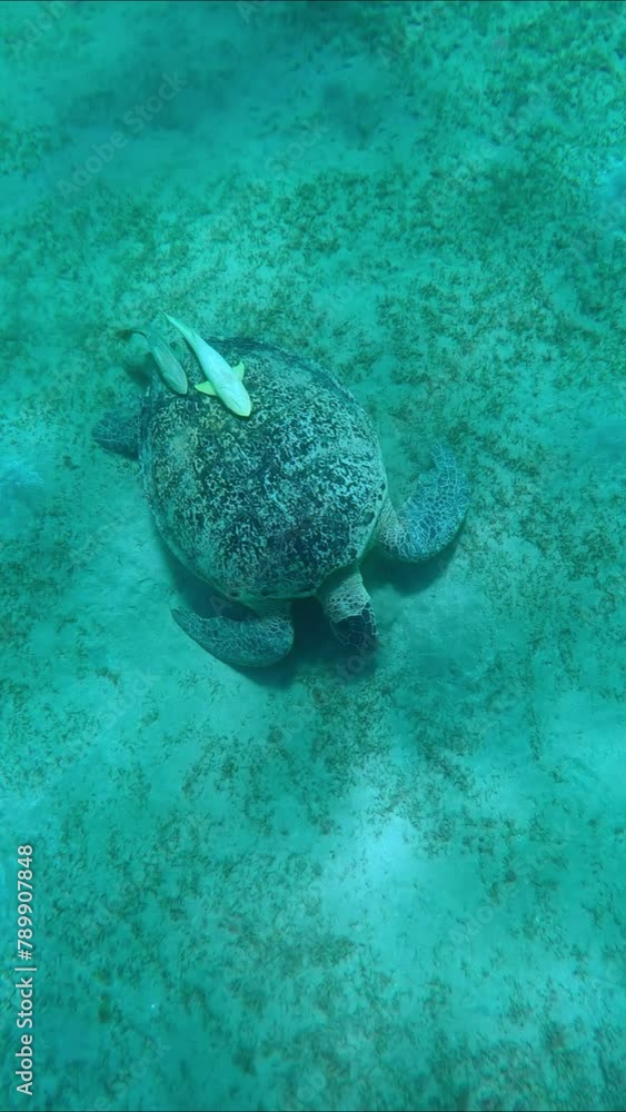 Vertical video, Top view of big male Sea turtle greedily eats green sea ...