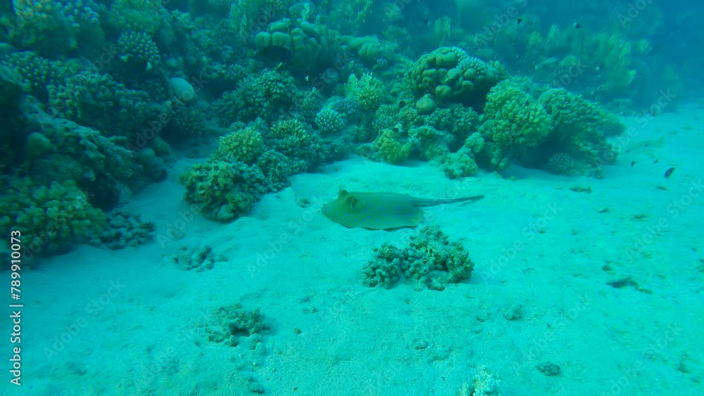 Forward movement approaching the Reef Stingray lies on sandy bottom ...