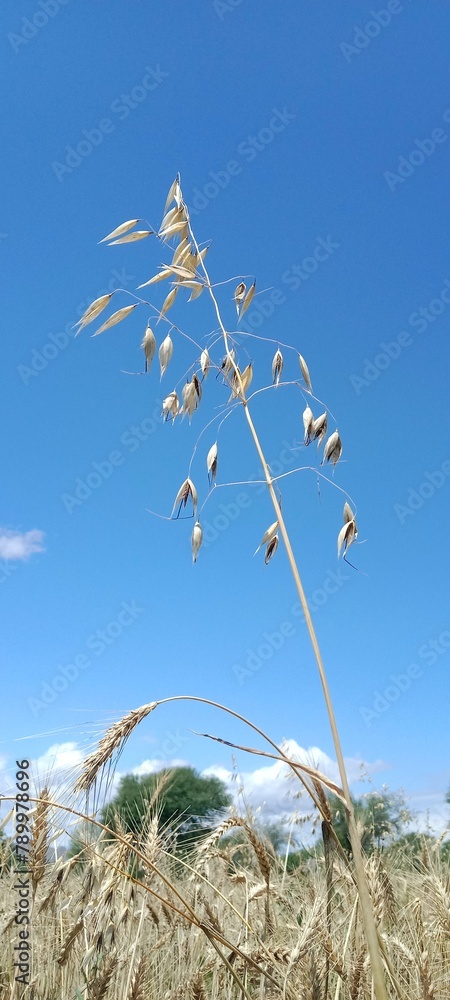 Ripen avena fatua plant or wild oat, wild oats, common wild oat, spring ...
