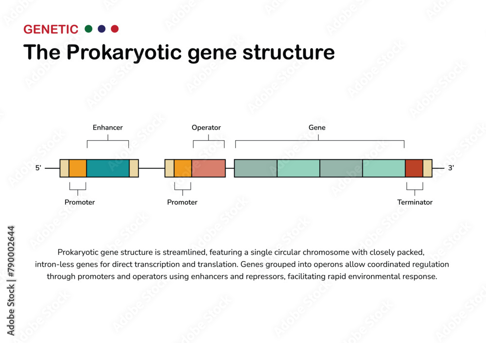 Vecteur Stock Diagram of Prokaryotic Gene Structure. Scientific ...