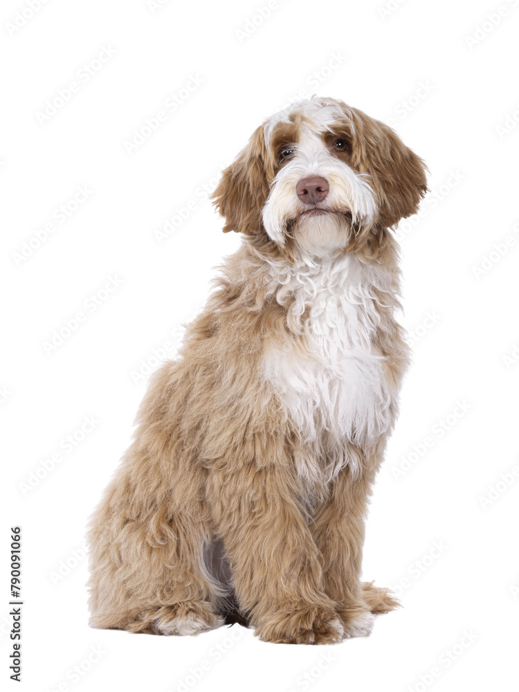 Cute tuxedo young Labradoodle dog, sitting up side ways. Looking beside ...