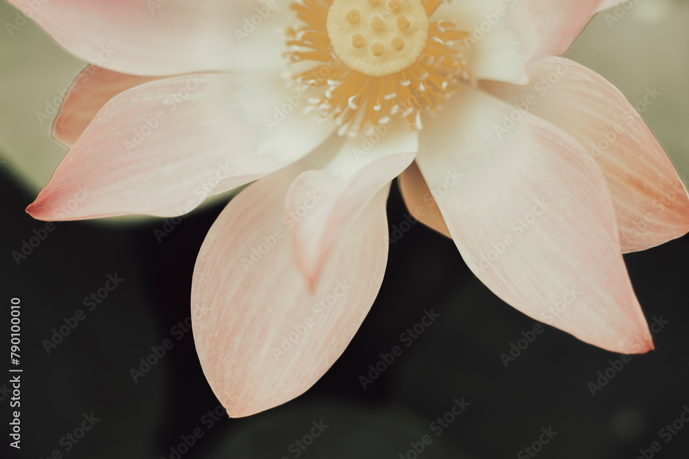 Nelumbo nucifera called the sacred blue lotus of the Nile.the flowers ...
